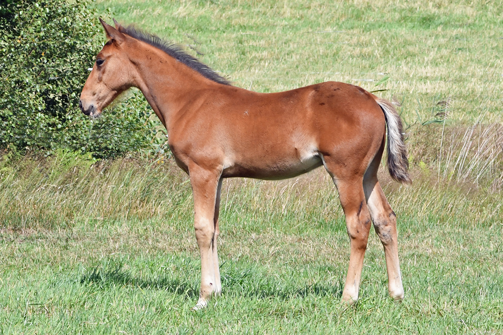 Deesse D´Inverne föl Webb 2020 DSC_1654 - Am Bloodstock
